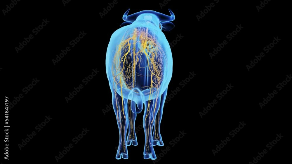 3d rendered medical animation of a cows nervous system Stock Video ...