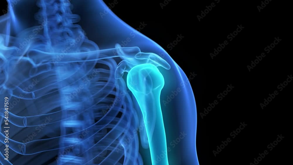 3d rendered medical animation of the humerus Stock Video | Adobe Stock