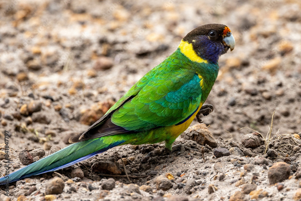 28 Ringneck Parrot in Western Australia Stock Photo | Adobe Stock