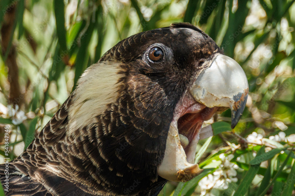 Carnaby's Black Cockatoo in Western Australia Photos | Adobe Stock