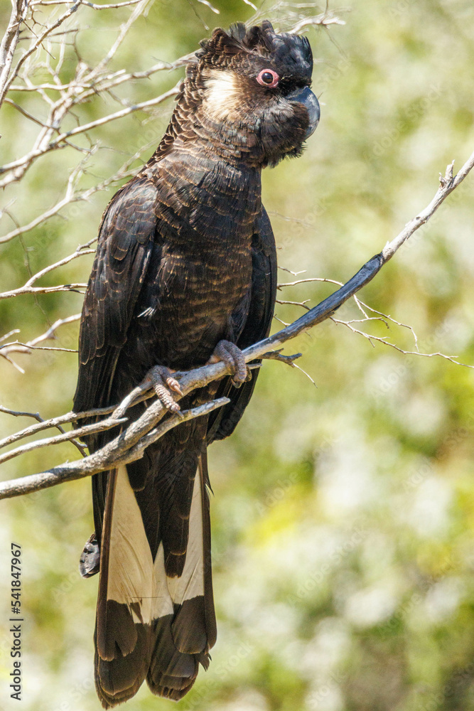 Carnaby's Black Cockatoo in Western Australia Stock-Foto | Adobe Stock