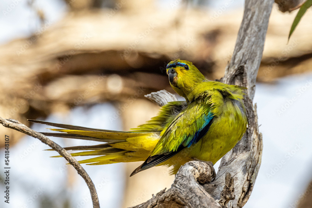 Elegant Parrot in Western Australia Stock Photo | Adobe Stock