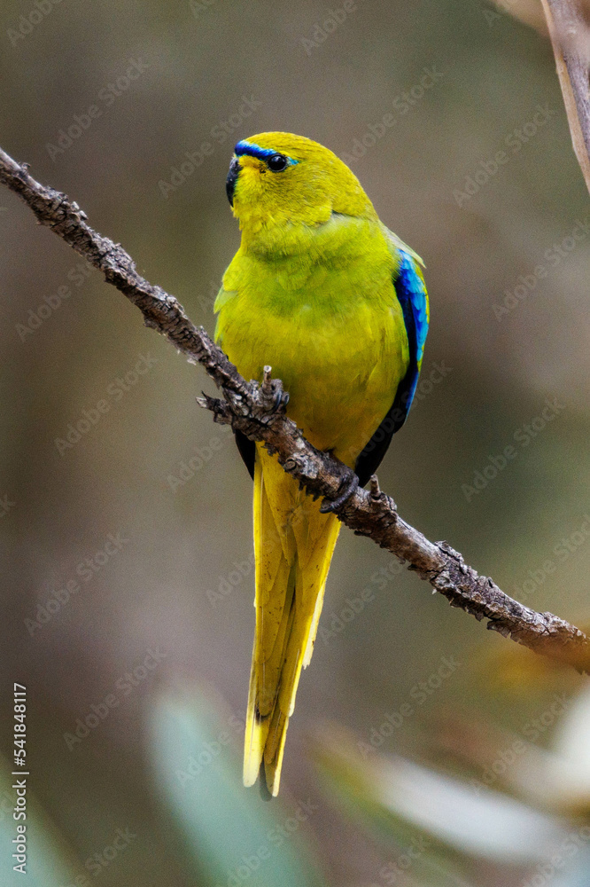 Elegant Parrot in Western Australia Stock Photo | Adobe Stock