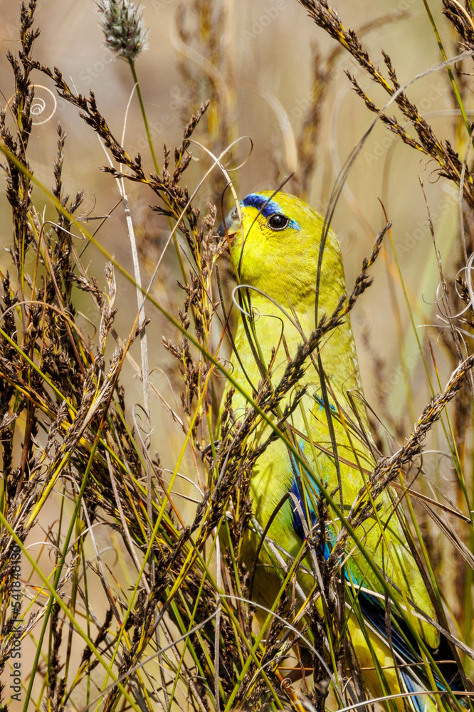 Elegant Parrot in Western Australia Stock Photo | Adobe Stock