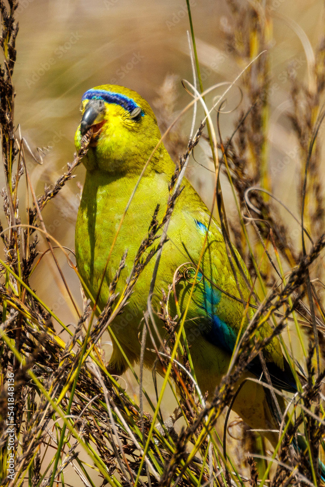 Elegant Parrot in Western Australia Stock Photo | Adobe Stock
