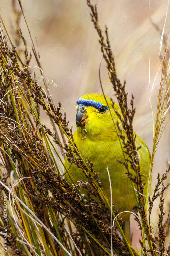 Elegant Parrot in Western Australia Stock Photo | Adobe Stock