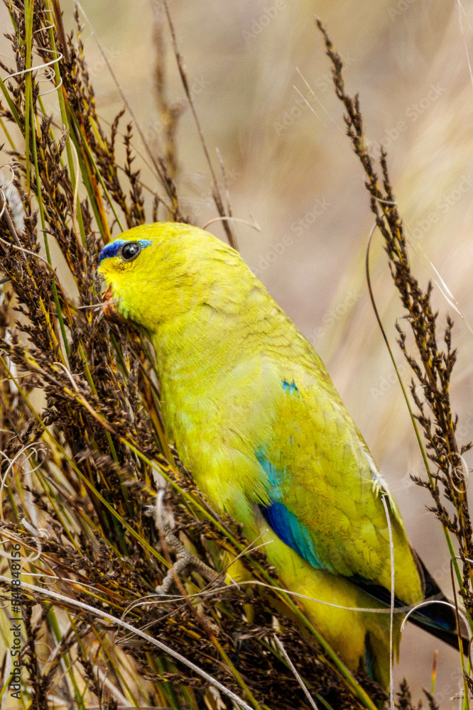 Elegant Parrot in Western Australia Stock Photo | Adobe Stock