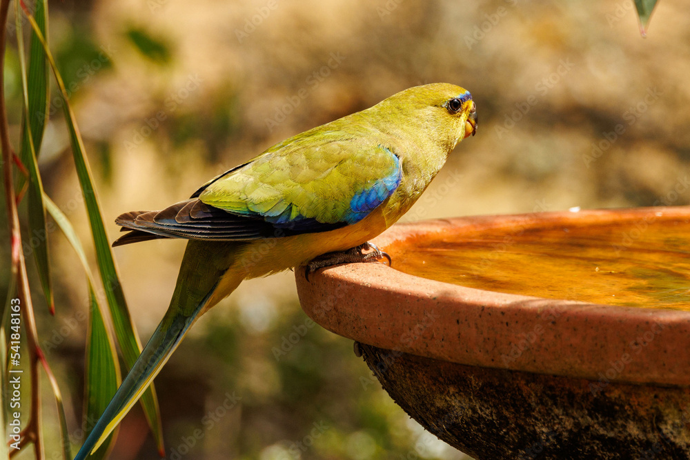 Elegant Parrot in Western Australia Stock Photo | Adobe Stock