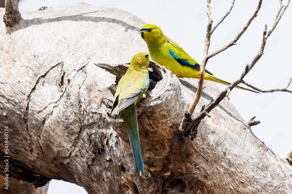 Elegant Parrot in Western Australia Stock Photo | Adobe Stock
