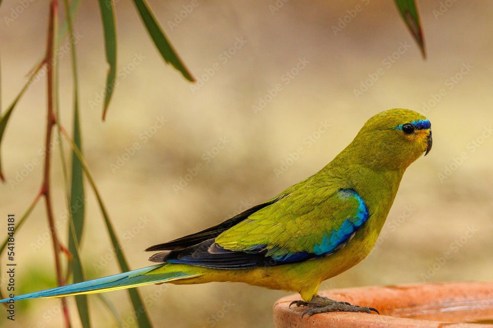 Elegant Parrot in Western Australia Stock Photo | Adobe Stock