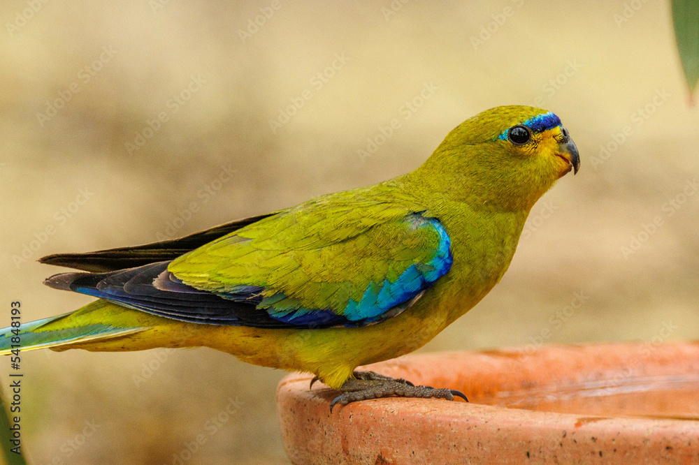 Elegant Parrot in Western Australia Stock 写真 | Adobe Stock