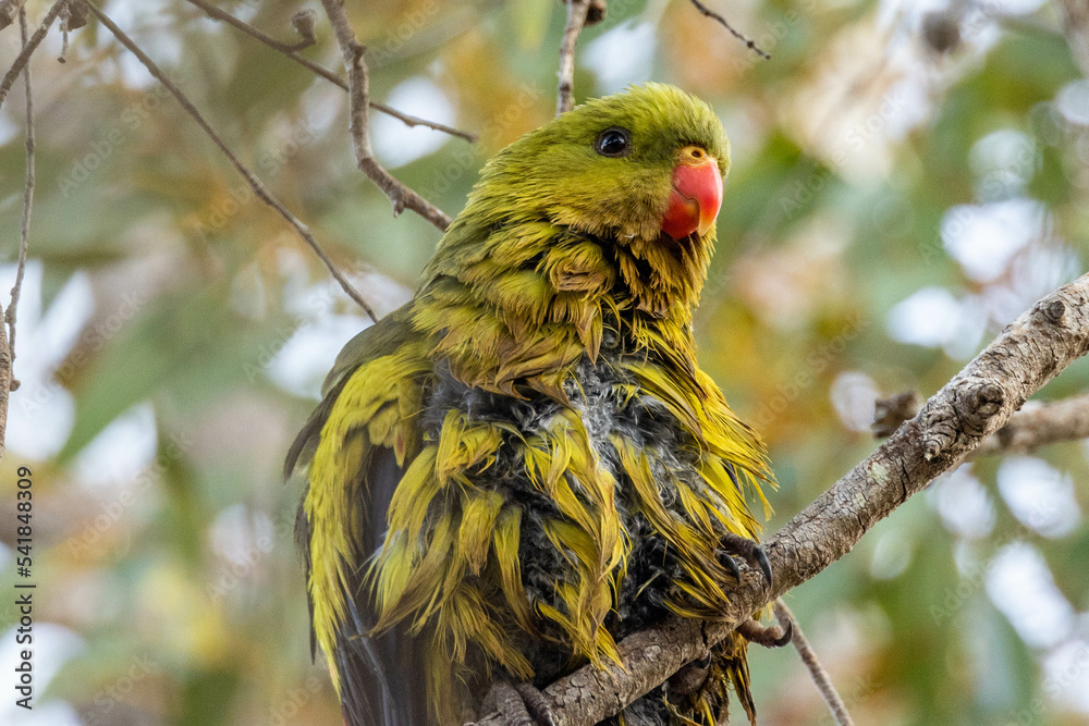 Regent Parrot in Western Australia Stock Photo | Adobe Stock