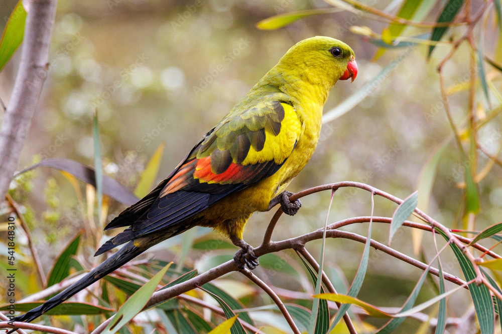 Regent Parrot in Western Australia Stock Photo | Adobe Stock