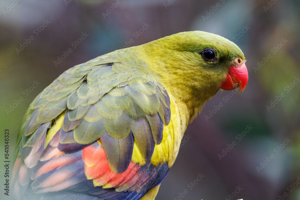 Regent Parrot in Western Australia Stock 写真 | Adobe Stock