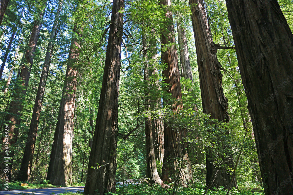 Redwood forest - Redwood National Park, California Stock Photo | Adobe ...