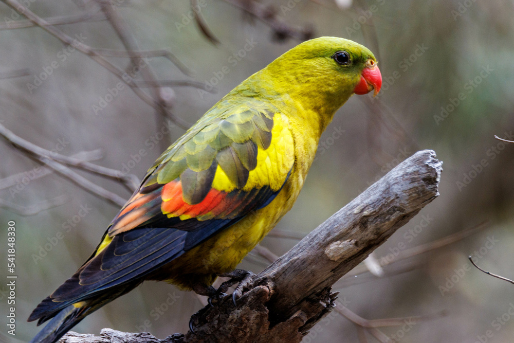 Regent Parrot in Western Australia Stock Photo | Adobe Stock