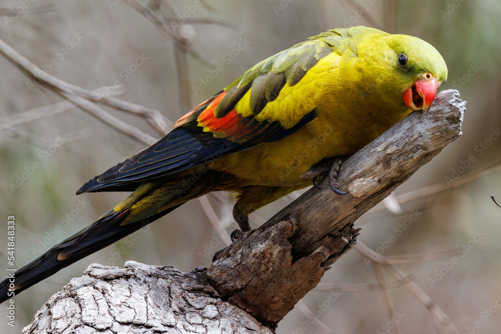 Regent Parrot in Western Australia Stock Photo | Adobe Stock