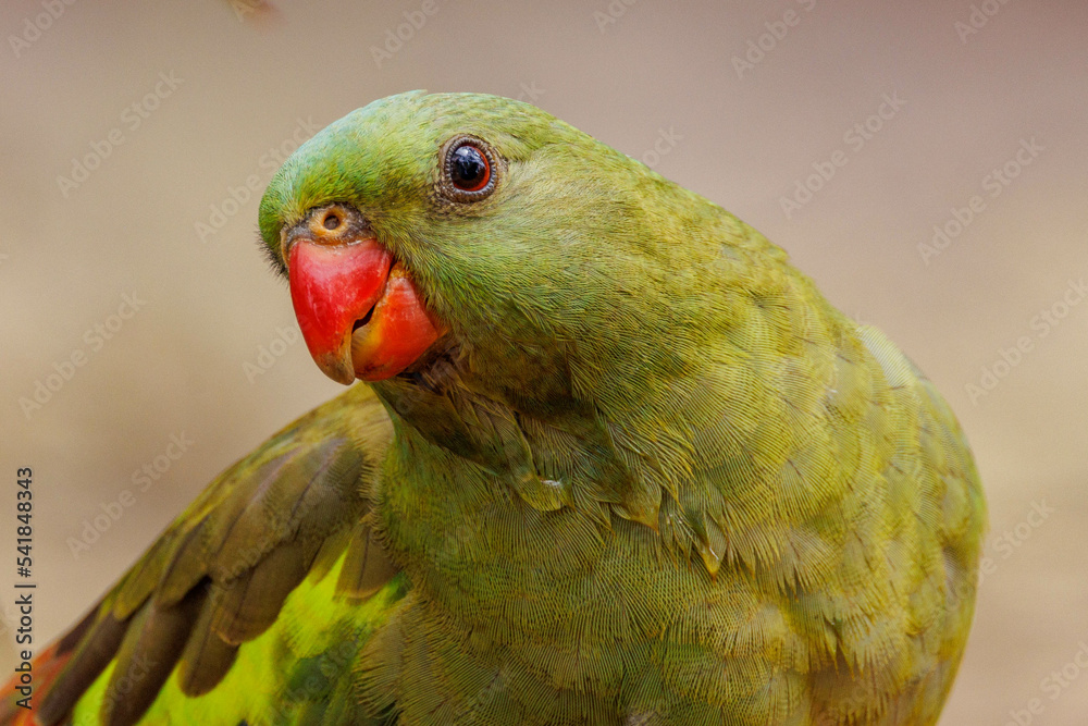 Regent Parrot in Western Australia Stock Photo | Adobe Stock
