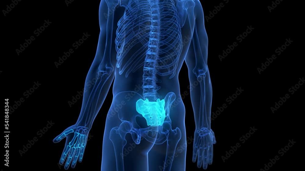 3d rendered medical animation of the sacrum Stock Video | Adobe Stock