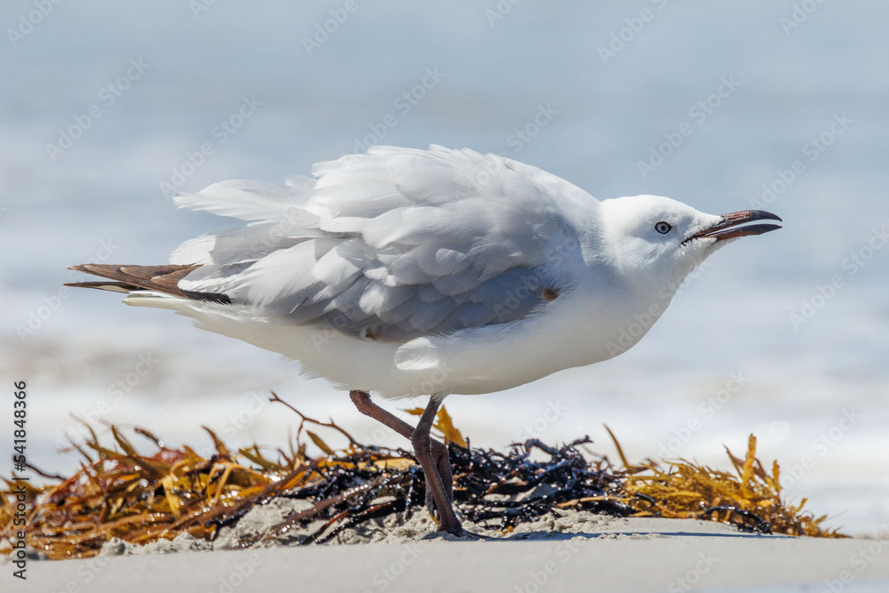 Silver Gull in Western Australia Stock Photo | Adobe Stock