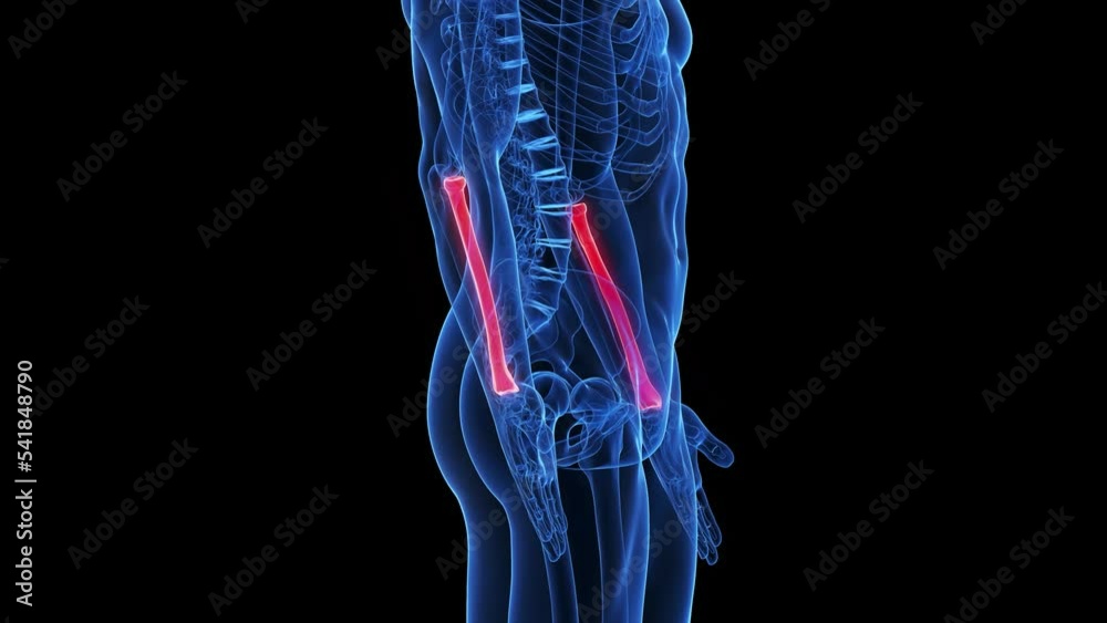 Vidéo Stock 3d rendered medical animation of the radius bone | Adobe Stock
