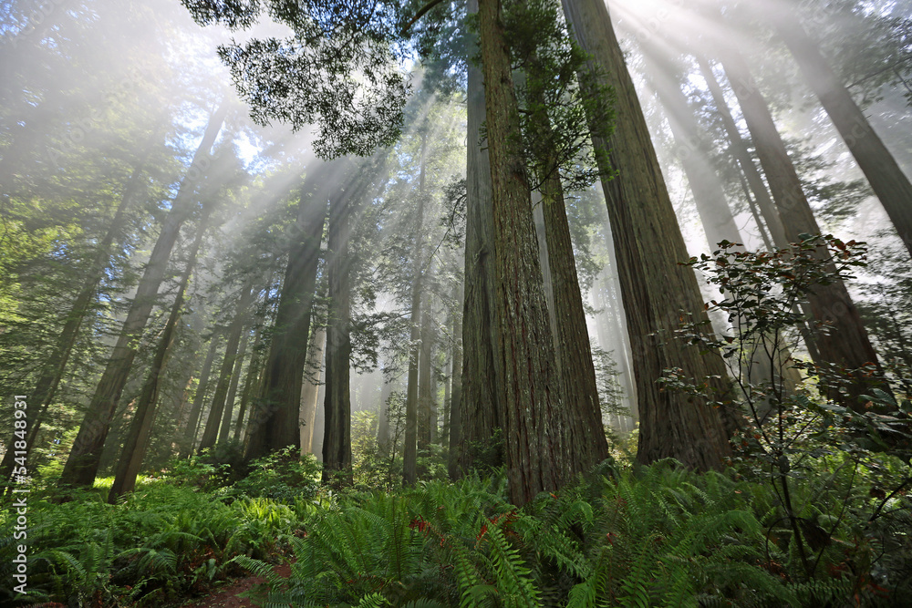 Holy forest - Redwood National Park, California Stock Photo | Adobe Stock