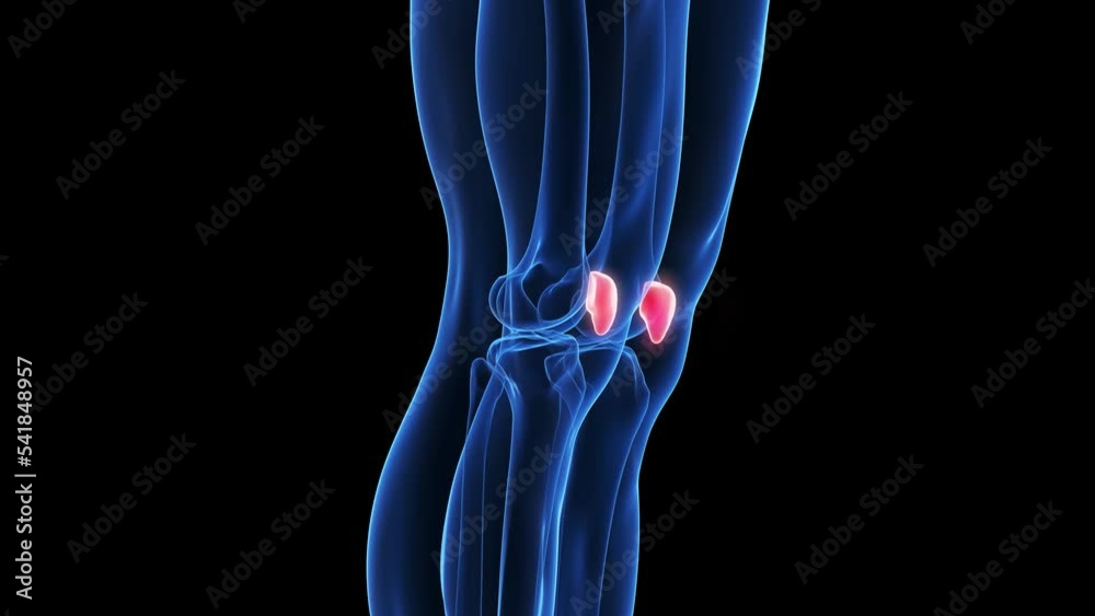 3d rendered medical animation of the knee cap Stock Video | Adobe Stock