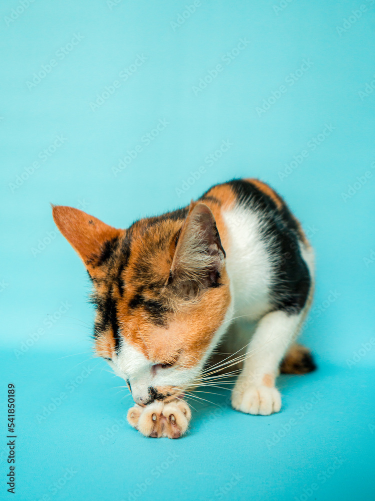 The tricolor mother cat who is about 5 years old is posing lazily on ...