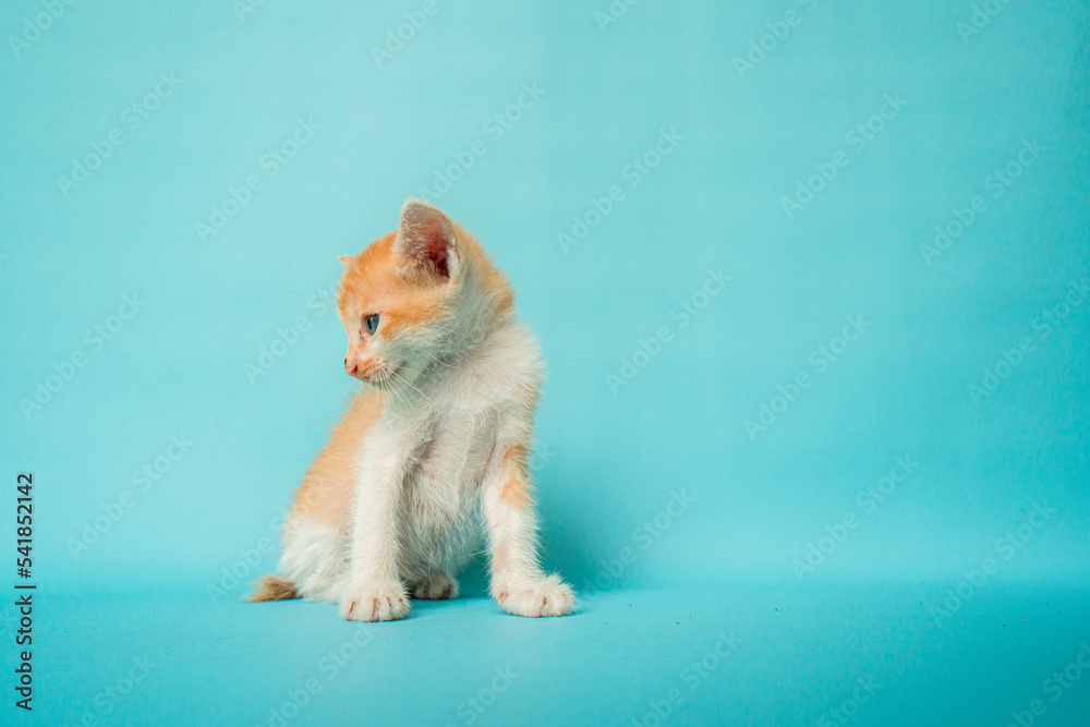 1 month old orange white striped domestic cat posing in front of ...