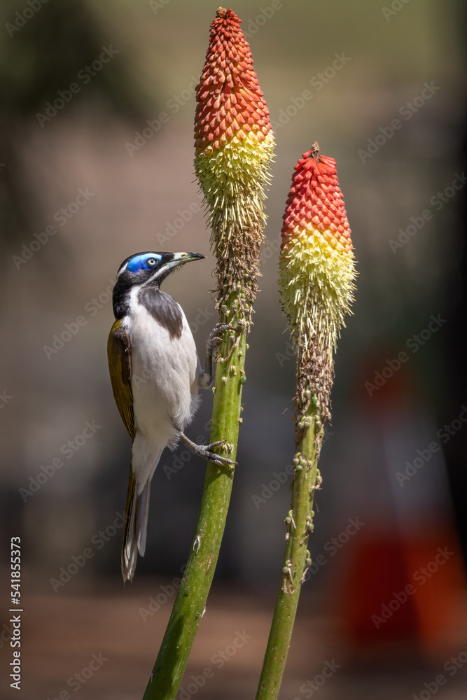 Blue-faced Honeyeater (Entomyzon cyanotis), also known as Bananabird ...