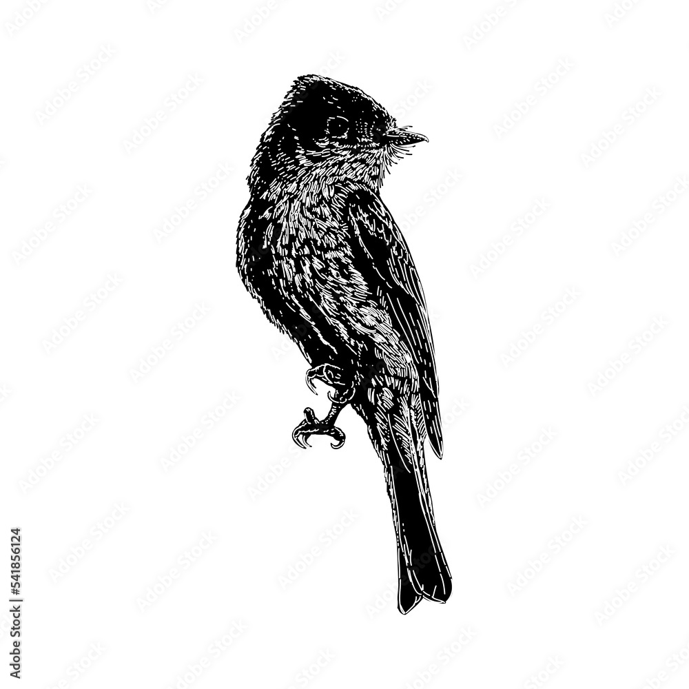 Eastern Phoebe bird hand drawing vector illustration isolated on ...