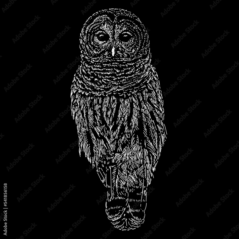 Barred Owl hand drawing. Vector illustration isolated on black ...
