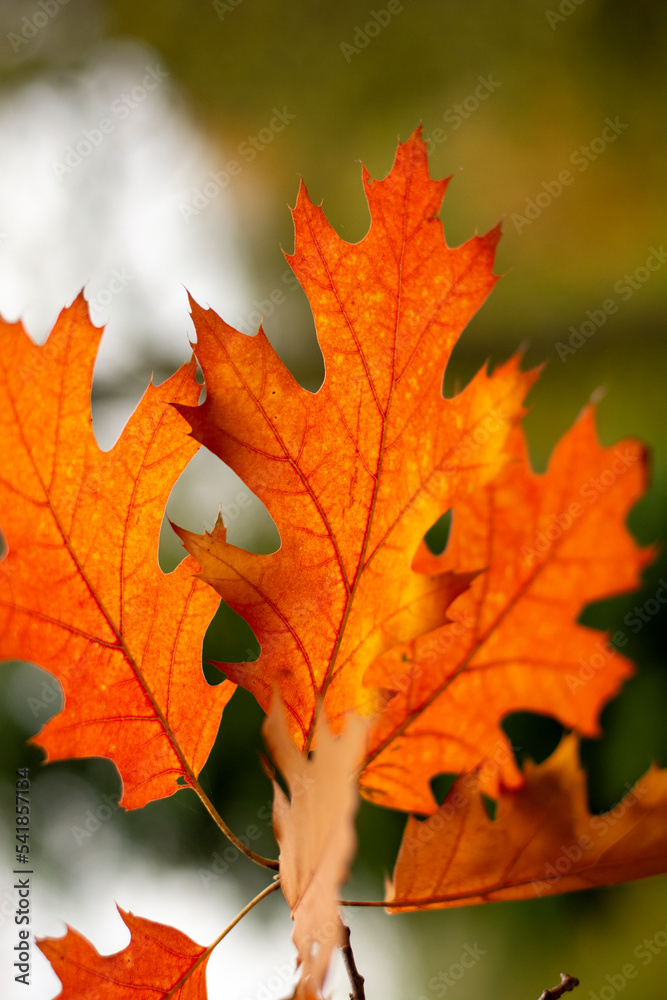 Red leaves of Northern red oak (Quercus rubra) in the autumn. Red oak ...