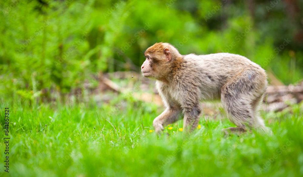 Barbary macaque (Macaca sylvanus) running in a field on natural blurred ...