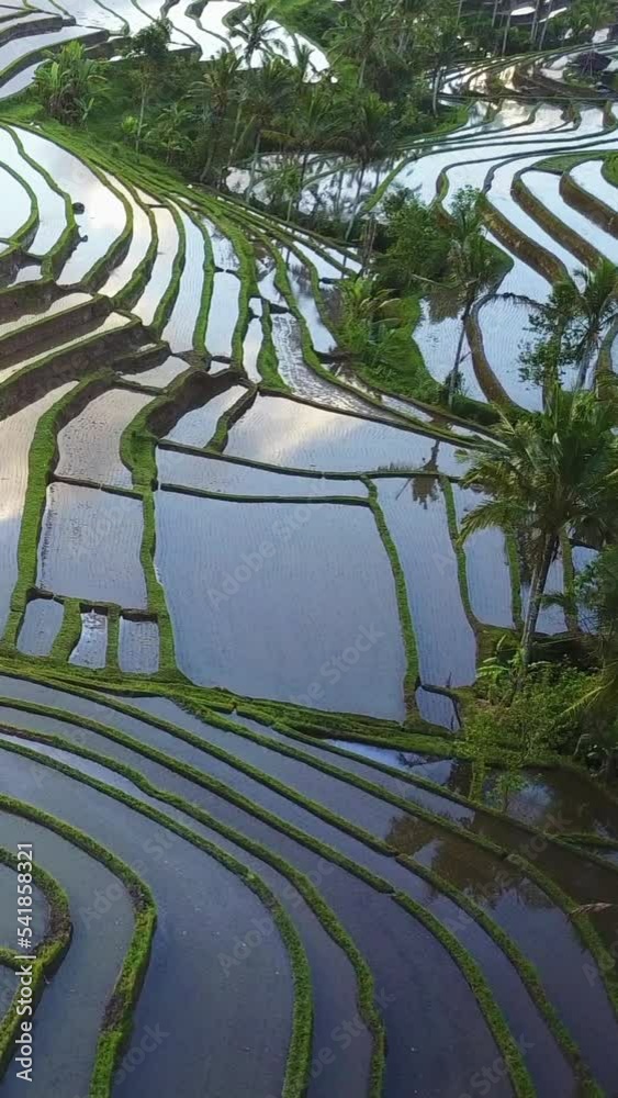 Vertical aerial video in an amazing landscape rice field on Jatiluwih ...