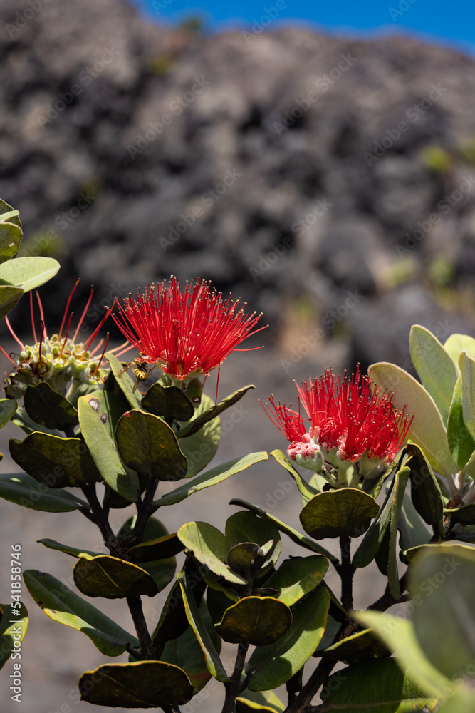 ʻŌhiʻa Lehua (metrosideros polymorpha) flower growing on a lava flow ...
