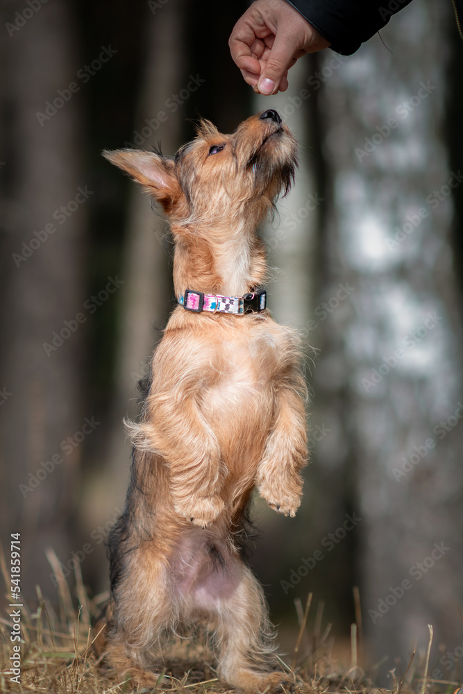 Beautiful thoroughbred Yorkshire terrier on a walk in the spring forest ...