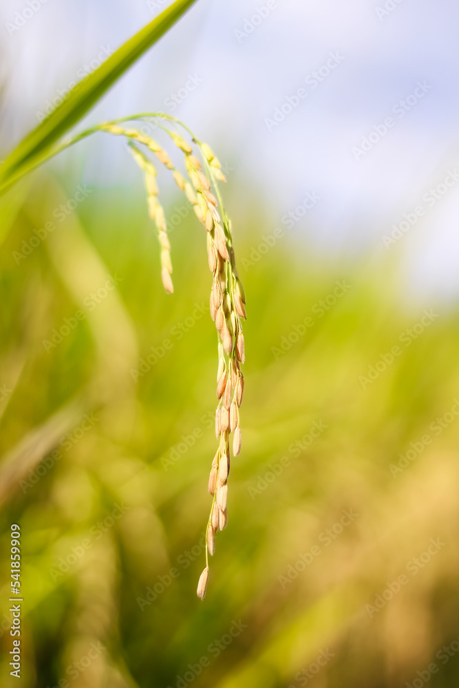Ear of rice on blurred green field natural background Stock Photo ...