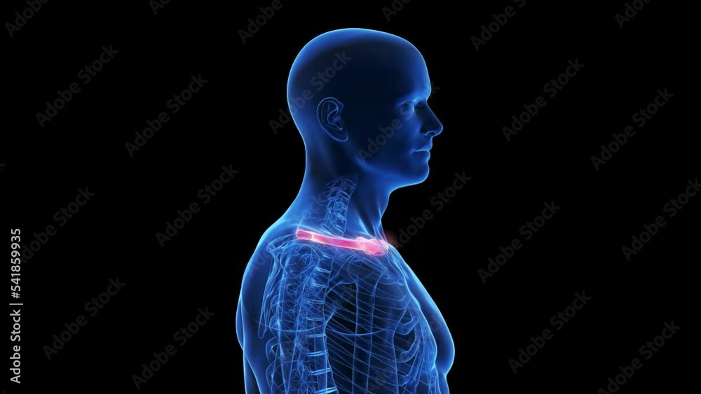 3d rendered medical animation of the clavicle Stock Video | Adobe Stock