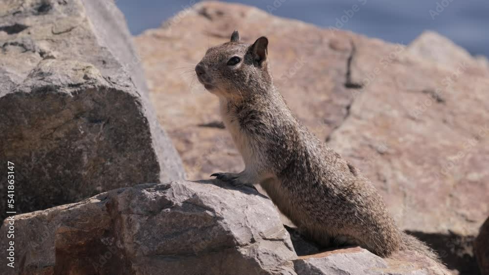 There are many gray squirrels (Sciurus) on the Pacific beaches of ...