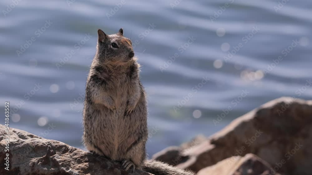 There are many gray squirrels (Sciurus) on the Pacific beaches of ...