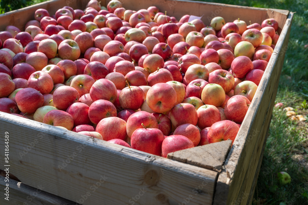 Apfelernte Stock Photo | Adobe Stock