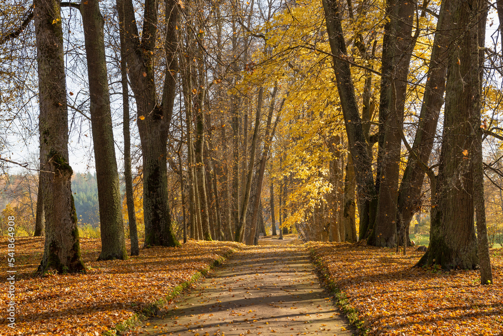 Golden autumn on the alley of the ancient park. Petrovskoye ...
