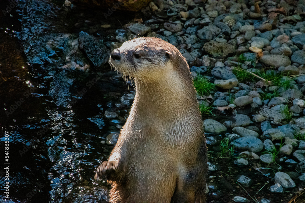 Cute river otters stand up to greet people in their enclosure. Stock ...