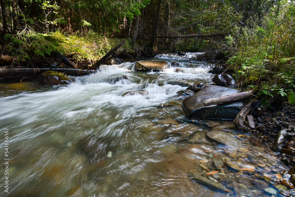 stream in the forest Stock Photo | Adobe Stock