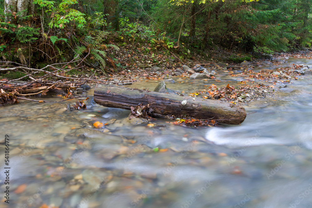 tree trunk in the forest river Stock-Foto | Adobe Stock