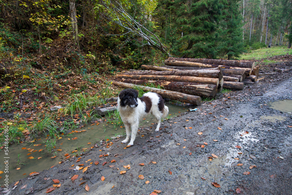 dog in the forest Stock 写真 | Adobe Stock