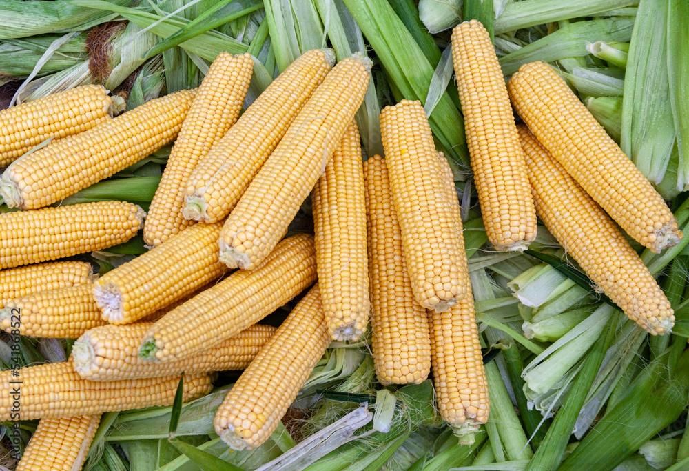 corn in the field Stock Photo | Adobe Stock
