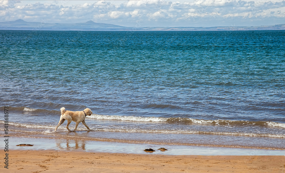 Dog Walking at Sea Shore Stock Photo | Adobe Stock