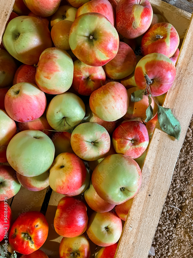 Red and green ripe large apples are in wooden boxes. Autumn harvest ...